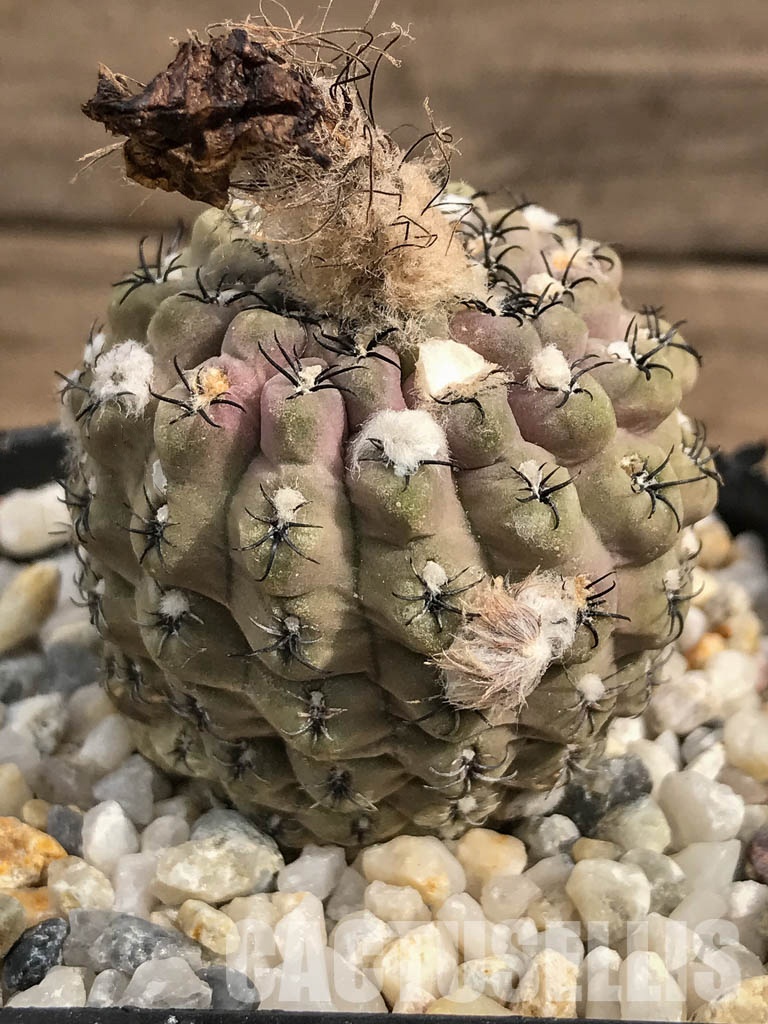 SHPR3019 Thelocephala napina AW 254,Chile, Huasco Mullplatz A 5389 ...