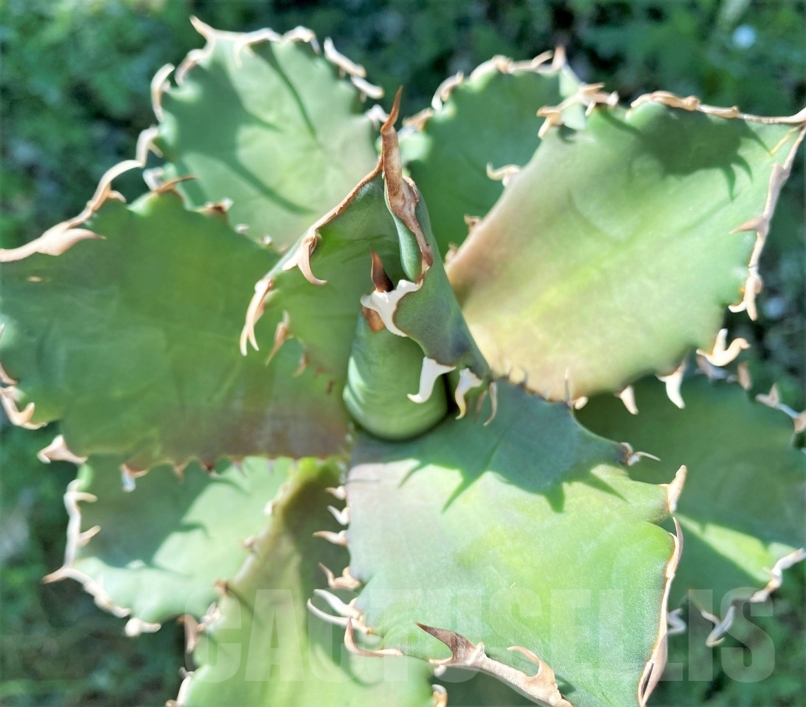 SHPR4330 Agave titanota ‘Solar Eclipse’/ Agave titanota ‘Mediopicta Aurea’ – Cactus-online