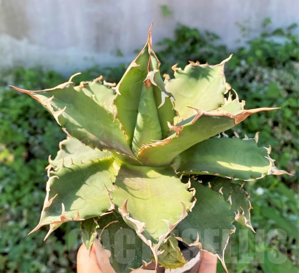 SHPR4330 Agave titanota ‘Solar Eclipse’/ Agave titanota ‘Mediopicta Aurea’ – Cactus-online