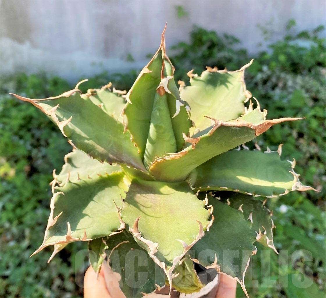 SHPR4330 Agave titanota ‘Solar Eclipse’/ Agave titanota ‘Mediopicta Aurea’ – Cactus-online