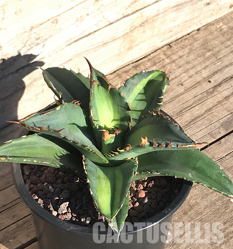 SHPR4330 Agave titanota 'Solar Eclipse'/ Agave titanota 'Mediopicta Aurea' - Cactus-online