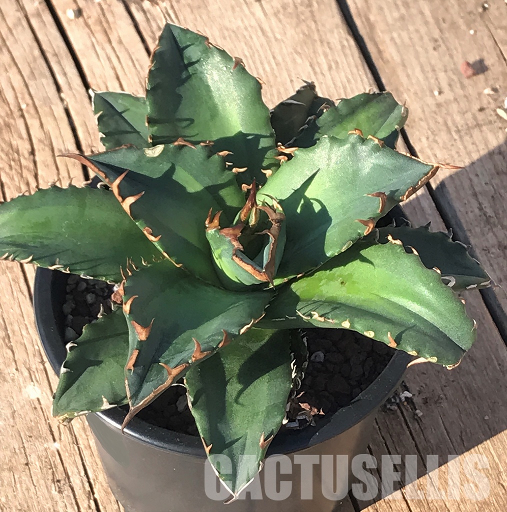 SHPR4330 Agave titanota 'Solar Eclipse'/ Agave titanota 'Mediopicta Aurea' - Cactus-online