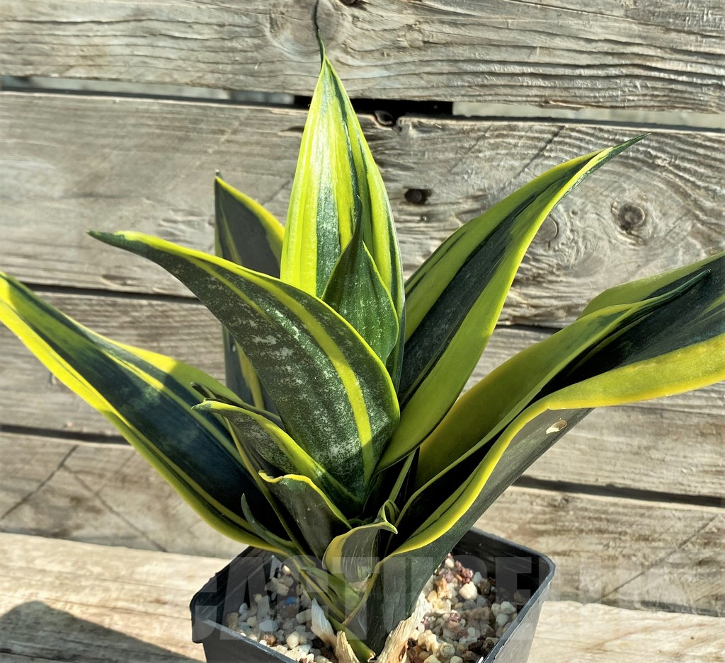 SHPR8329 Sansevieria trifasciata ‘Golden Flame’ – Кактус онлайн