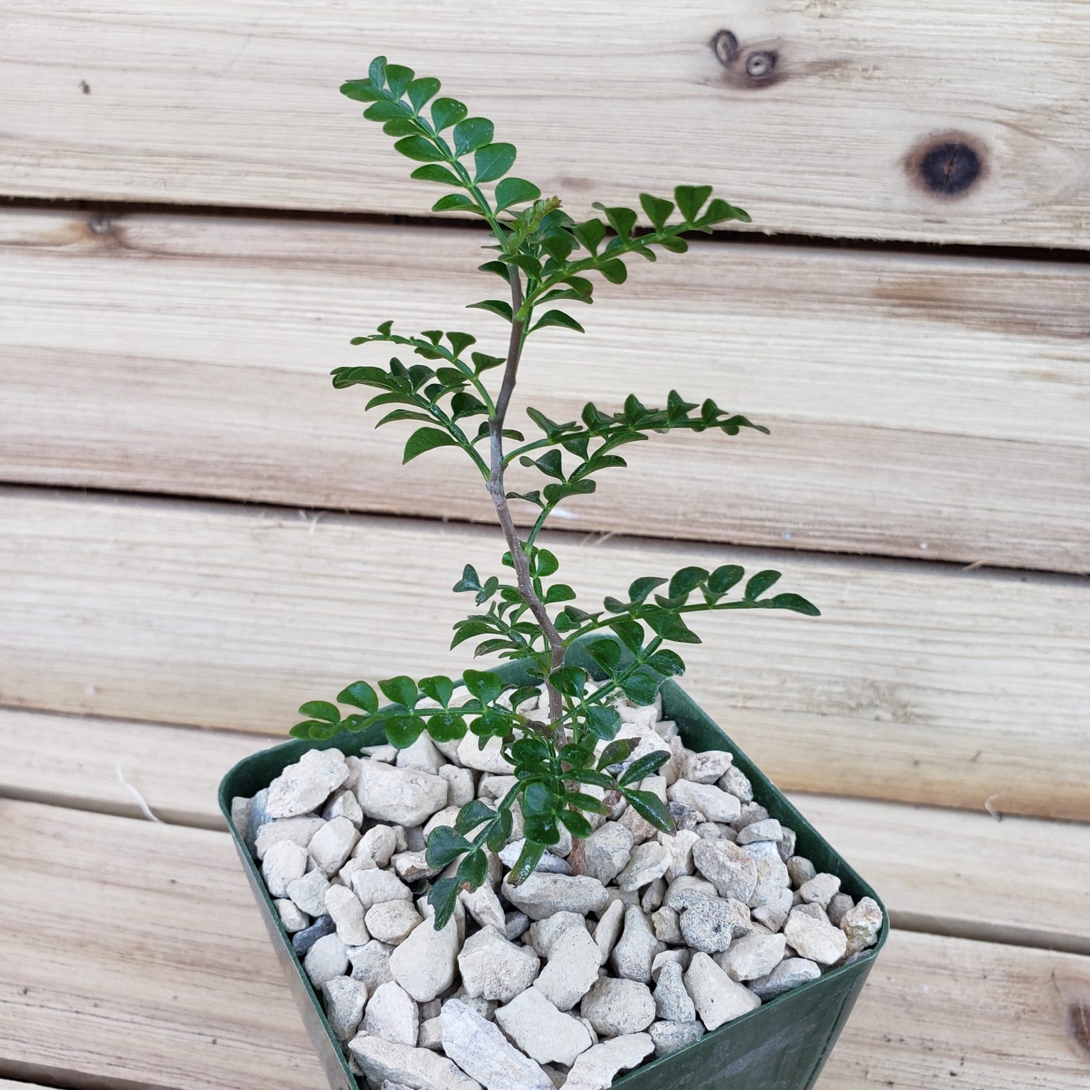 LOT209 5 SEEDS Operculicarya decaryi – Cactus-online