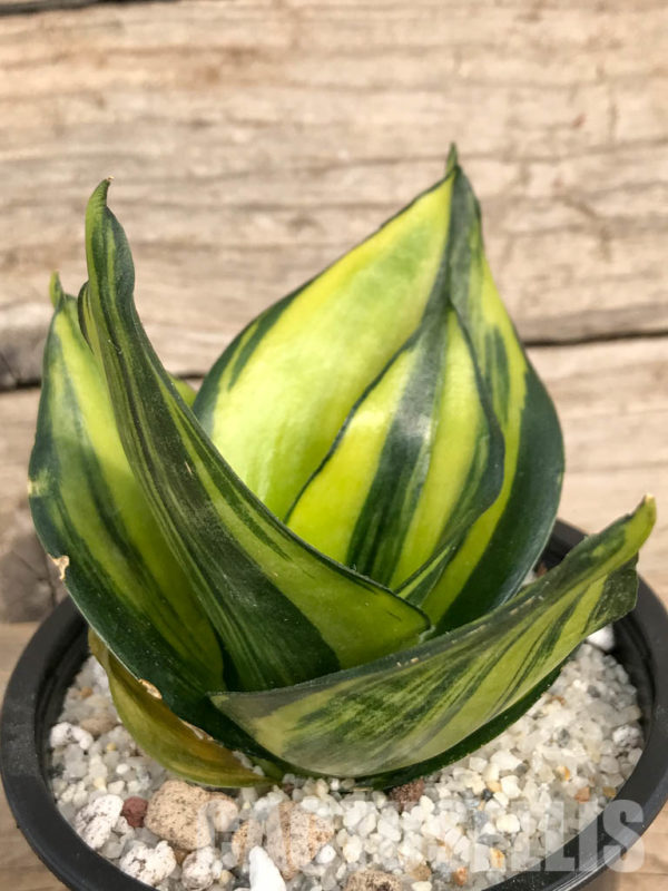 SHPR4931 Sansevieria Hahnii ‘Green Mould’ variegated – Cactus-online