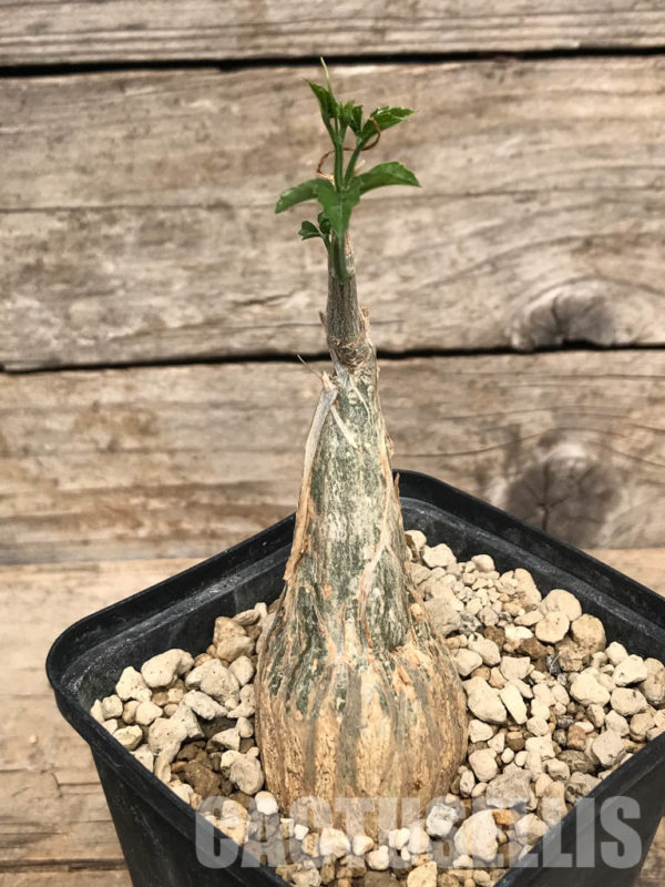 SHPR5362 Momordica rostrata ES10448, East Africa – Cactus-online