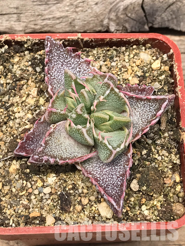 SHPR5433 Faucaria tigrina, Fort Brown, Cacadu District Municipality ...