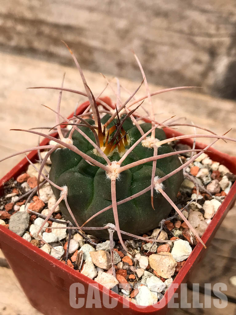 SHPR5609 Gymnocalycium acorrugatum VS 32, Chucuma, San Juan, Argentina – Cactus-online