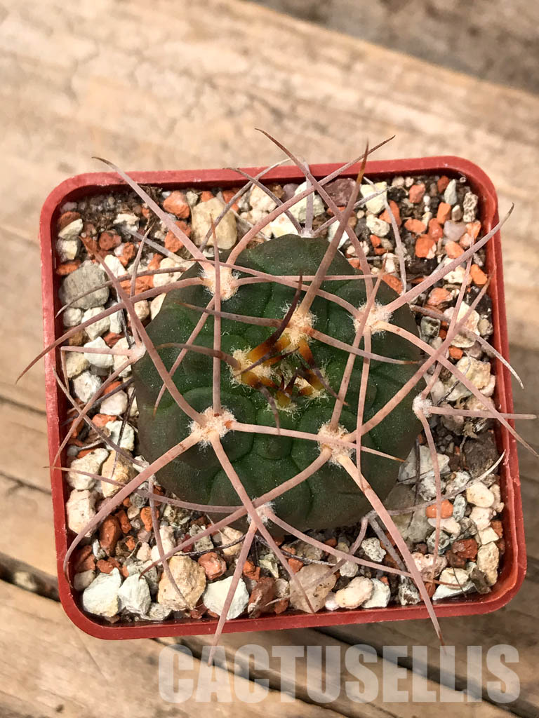 SHPR5609 Gymnocalycium acorrugatum VS 32, Chucuma, San Juan, Argentina – Cactus-online