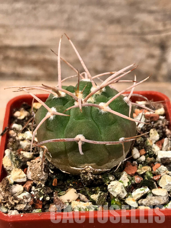 SHPR5611 Gymnocalycium guanchinense LF 17, Guanchin, 1850m., La Rioja, Argentina. Altitudine ...