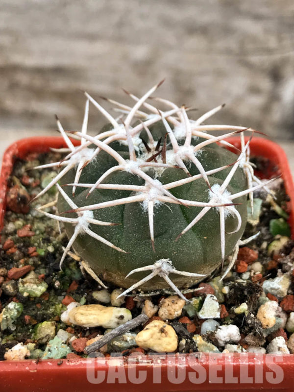 SHPR5640 Gymnocalycium piltziorum LF 26, Anillaco, 1450m, La Rioja, Argentina – Cactus-online