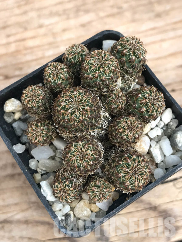 SHPR6566 Sulcorebutia freundenbergeri / markusii var. tintiensis HS 57, Tin Tin, Mizque ...