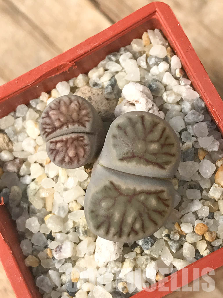 SHPR6632 Lithops julii ‘Kikushogiyoku’ hybrid, 2 heads - Cactus-online