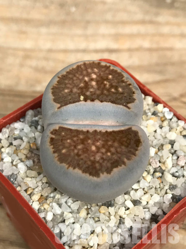 SHPR6648 Lithops julii ‘Kikushogiyoku’ hybrid – Кактус онлайн