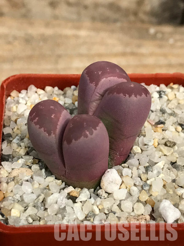 SHPR6654 Lithops olivacea v. nebrownii ‘Red Olive’, 2 heads – Cactus-online