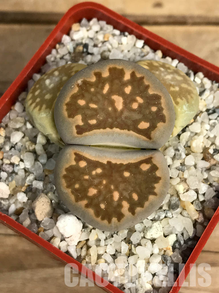 SHPR6658 Lithops julii ‘Kikushogiyoku’ hybrid - Cactus-online