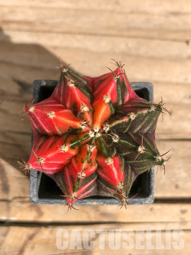 SHPR6705 Gymnocalycium mihanovichii f. variegated – Cactus-online