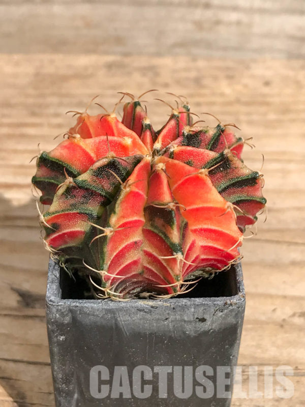 SHPR6731 Gymnocalycium friedrichii Agua Dulce LB 2178 variegated – Cactus-online