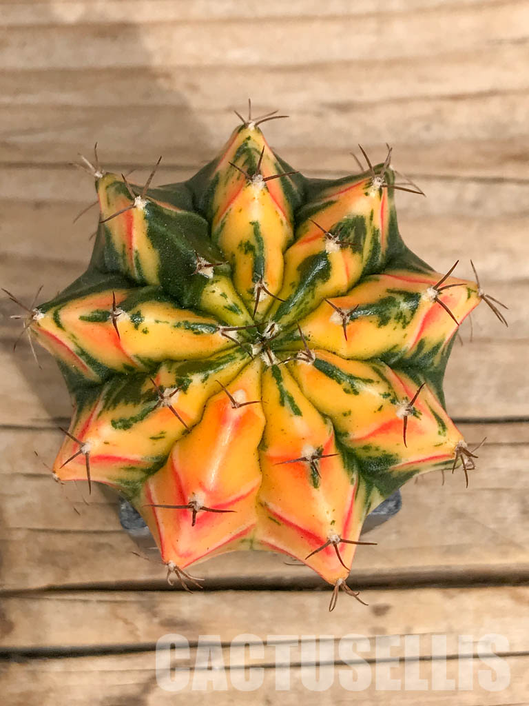 SHPR6744 Gymnocalycium mihanovichii variegated – Cactus-online