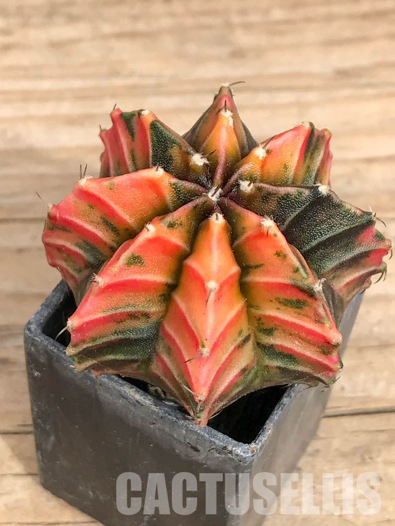 SHPR6750 Gymnocalycium friedrichii Agua Dulce LB 2178 hybrid variegated – Cactus-online