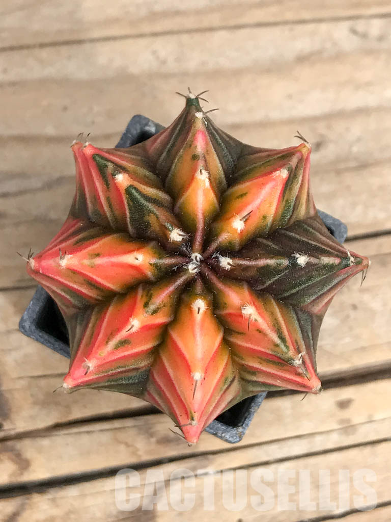 SHPR6750 Gymnocalycium friedrichii Agua Dulce LB 2178 hybrid variegated – Cactus-online