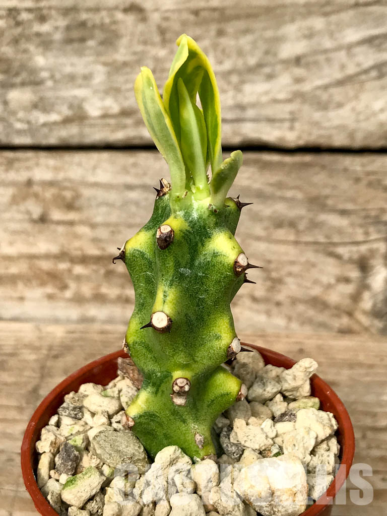 Euphorbia Neriifolia