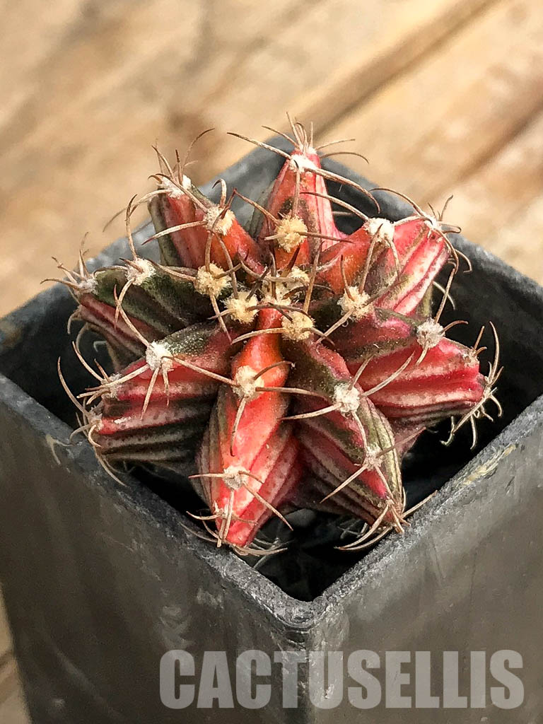 SH7031 Gymnocalycium friedrichii hybrid variegated – Кактус онлайн