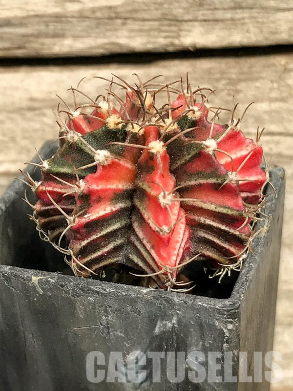 SH7031 Gymnocalycium friedrichii hybrid variegated – Кактус онлайн