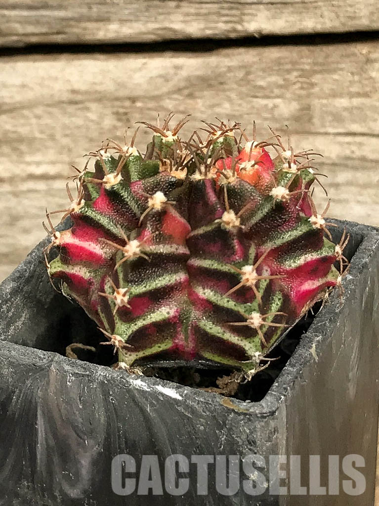 SH7032 Gymnocalycium friedrichii hybrid variegated - Кактус онлайн