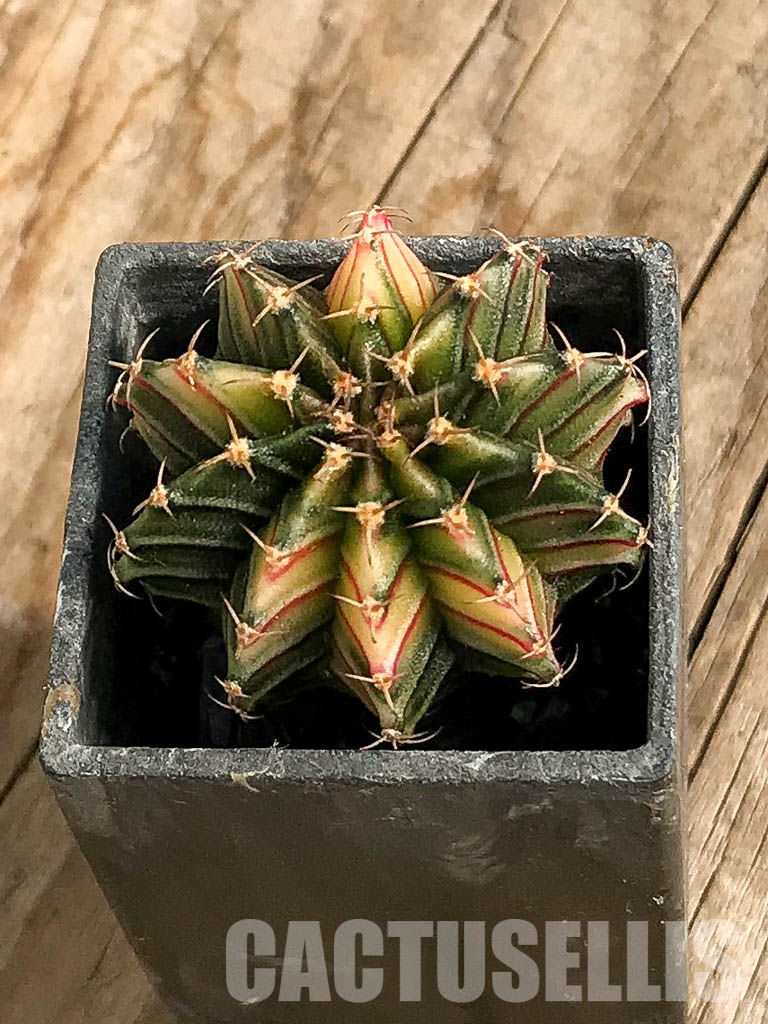 SH7036 Gymnocalycium friedrichii Agua Dulce LB 2178 hybrid variegated – Cactus-online