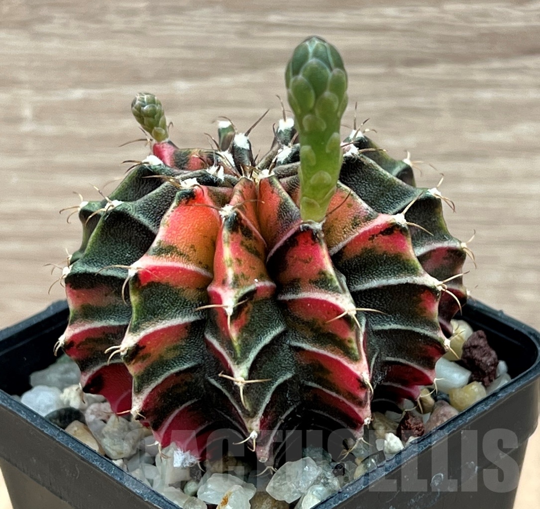 SHPR6988 Gymnocalycium friedrichii `Agua Dulce` hybrid variegated – Cactus-online