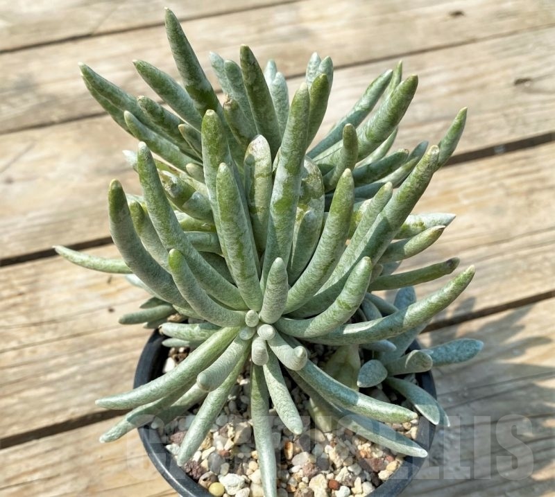 SHPR12799 Senecio scaposus – Cactus-online