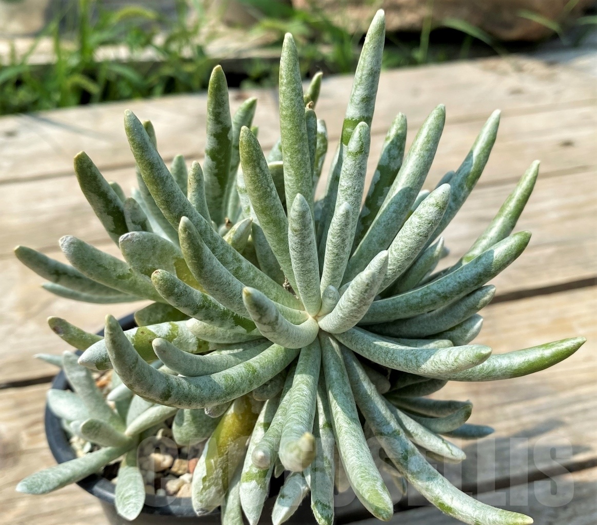 SHPR12799 Senecio scaposus – Cactus-online
