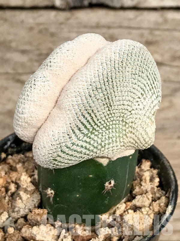 SHPR6822 Epithelantha bokei f. cristata - Cactus-online