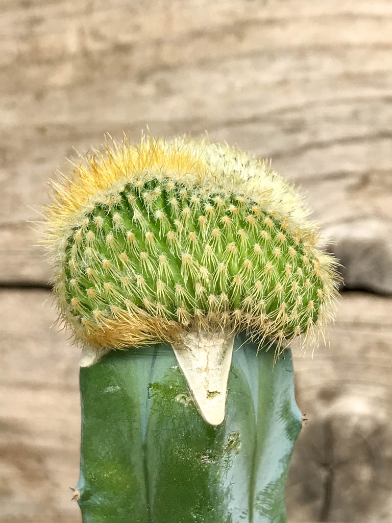 SHPR6846 Parodia leninghausii / Notocactus leninghausii f. cristata – Кактус онлайн