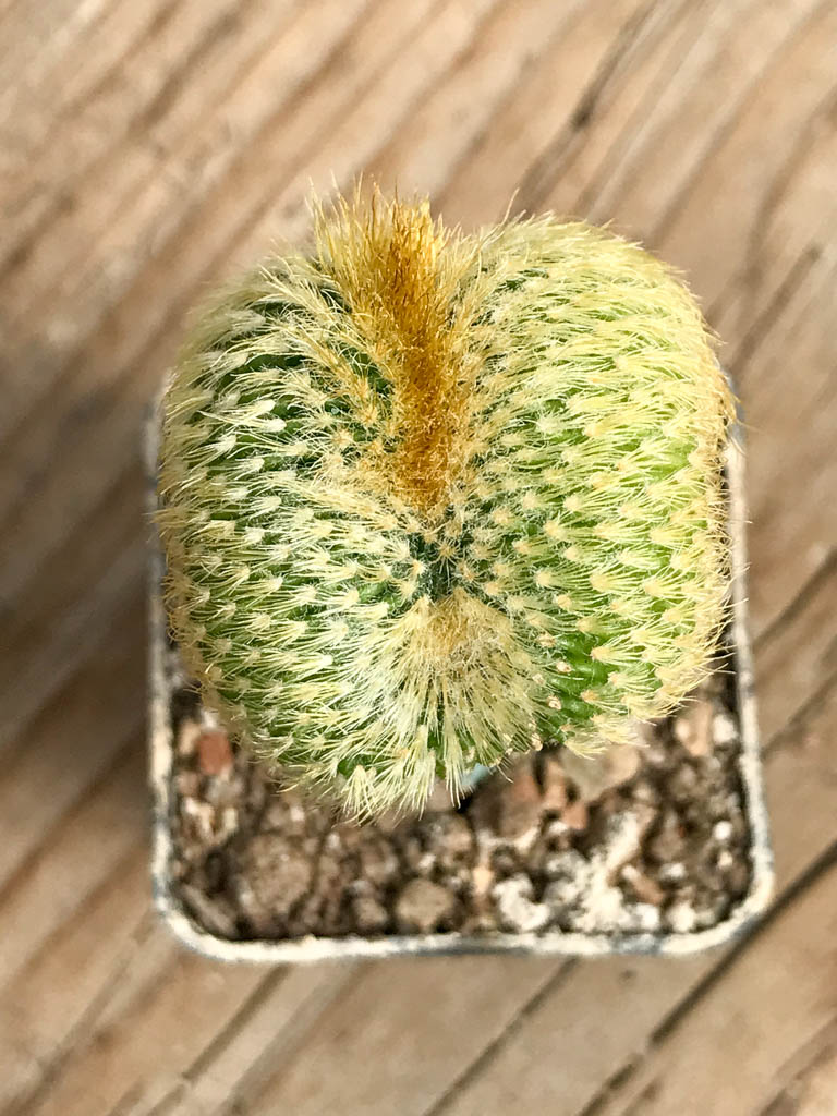 SHPR6846 Parodia leninghausii / Notocactus leninghausii f. cristata – Кактус онлайн