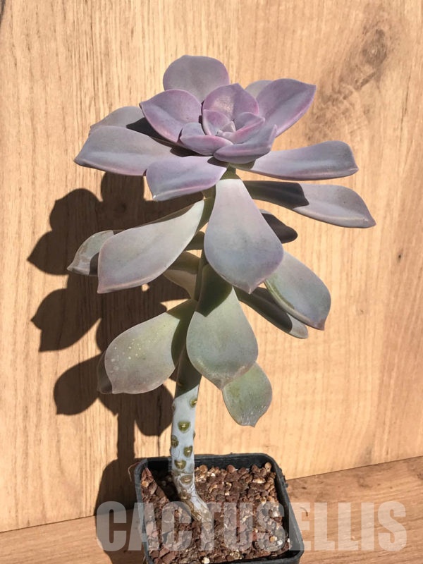 SHPR6923 Graptopetalum ‘Snow White’ – Cactus-online