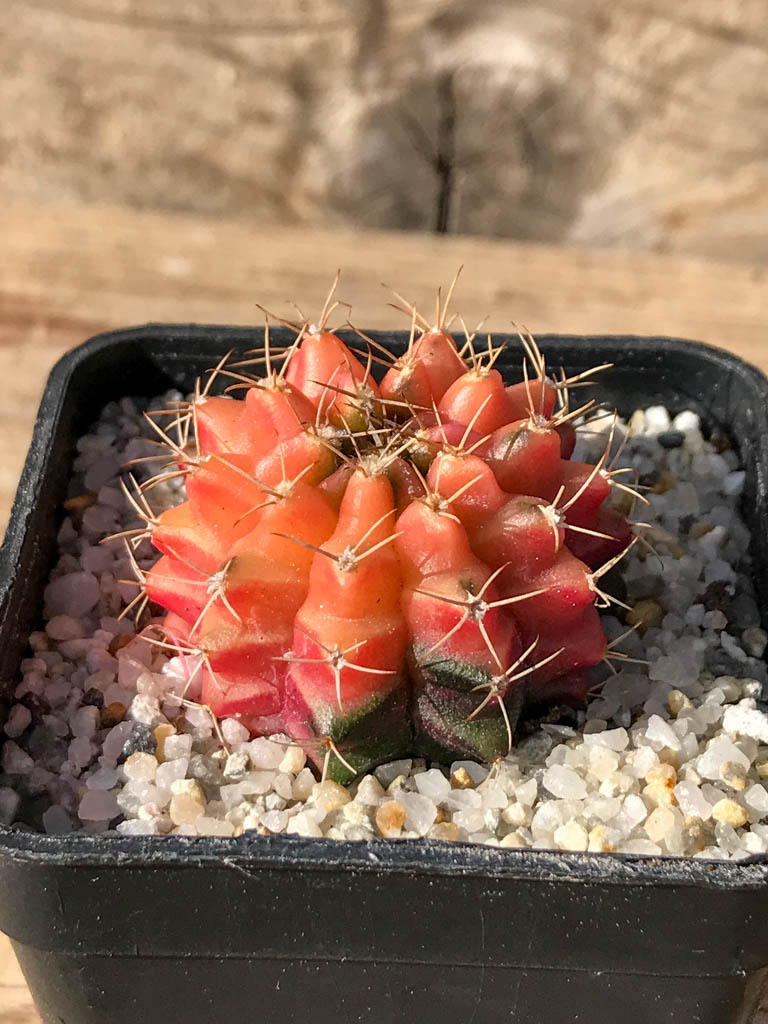 SHPR8077 Gymnocalycium friedrichii hybrid variegated – Кактус онлайн
