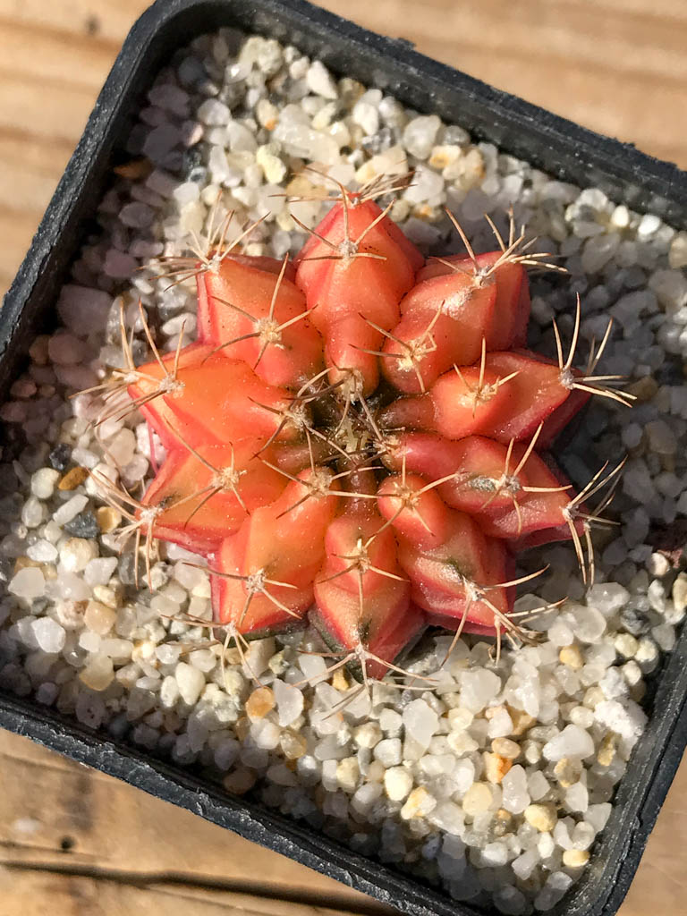 SHPR8077 Gymnocalycium friedrichii hybrid variegated – Кактус онлайн