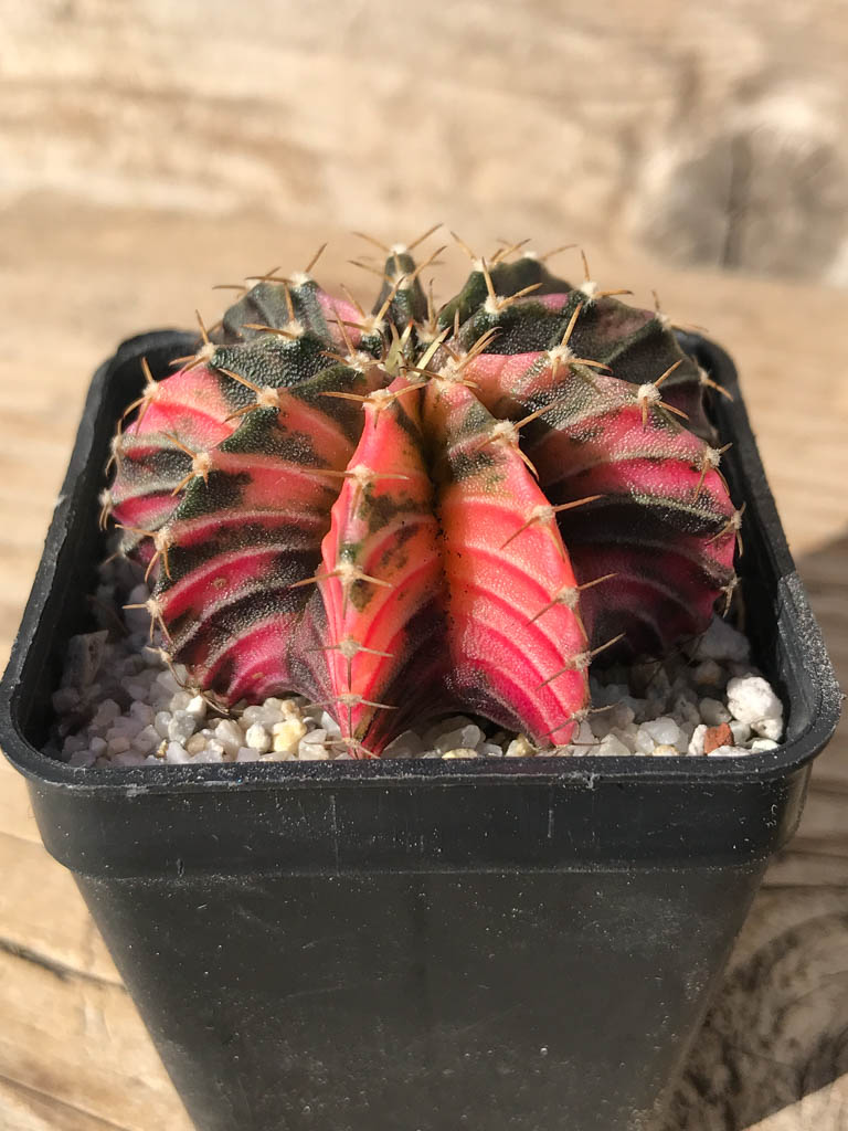 SHPR8086 Gymnocalycium friedrichii Agua Dulce LB 2178 hybrid variegated – Cactus-online