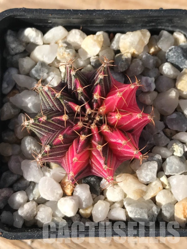 SHPR8089 Gymnocalycium friedrichii Agua Dulce LB 2178 hybrid variegated – Cactus-online