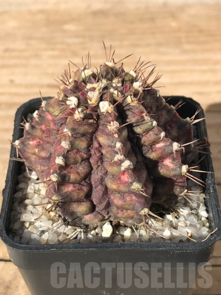 SHPR8094 Gymnocalycium mihanovichii ‘T-rex’ variegated - Cactus-online