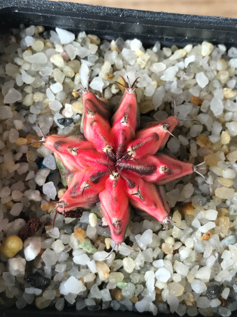 SHPR8172 Gymnocalycium friedrichii hybrid variegated – Cactus-online