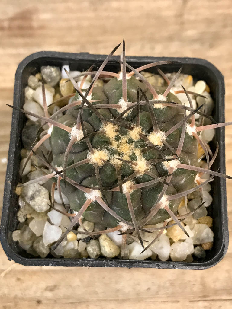 SHPR8298 Gymnocalycium piltziorum, hard spines – Cactus-online