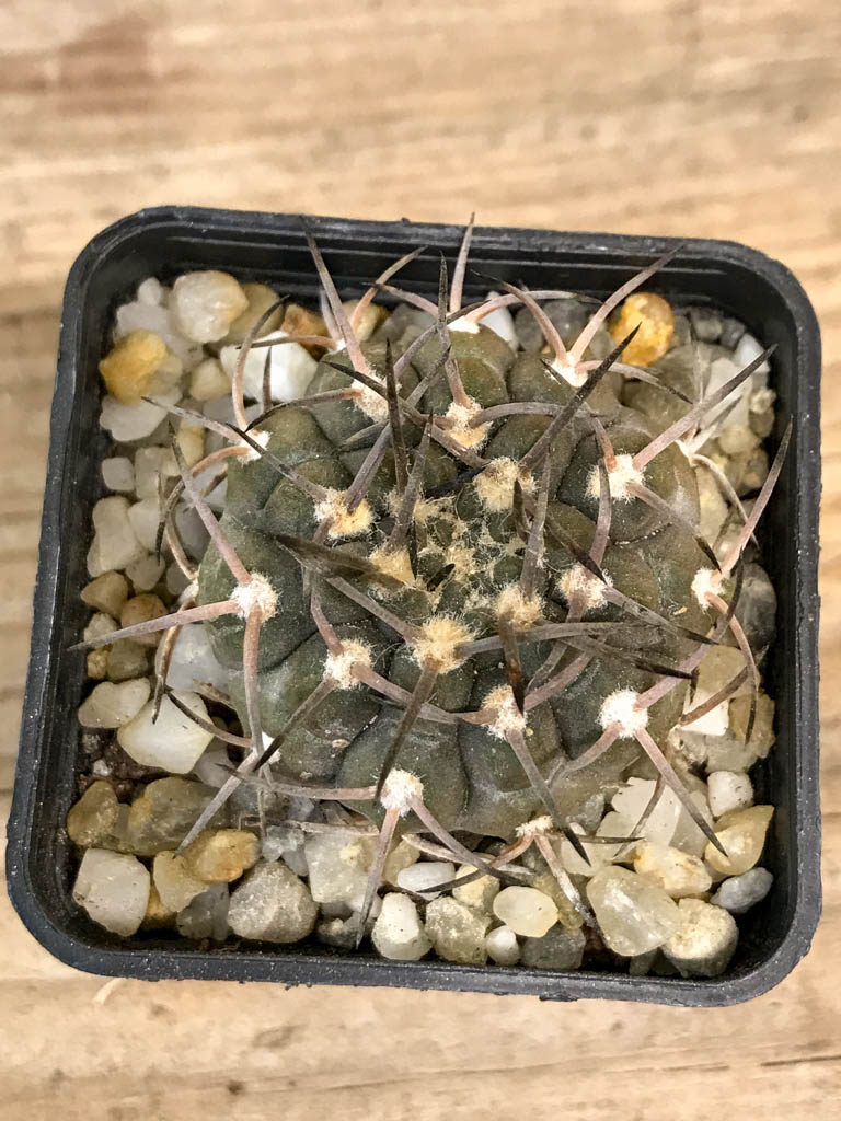 SHPR8298 Gymnocalycium piltziorum, hard spines – Cactus-online