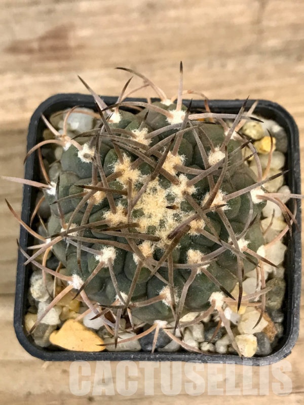 SHPR8298 Gymnocalycium piltziorum, hard spines – Cactus-online