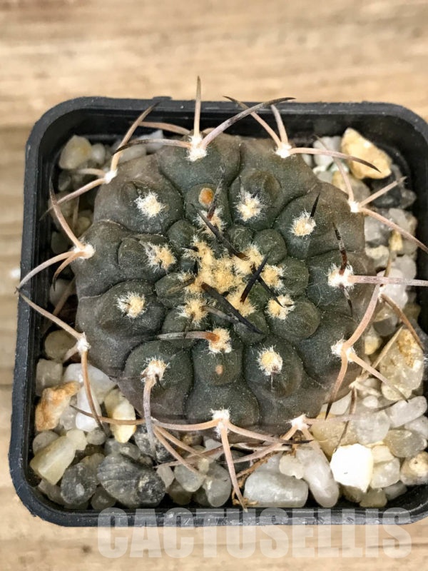SHPR8298 Gymnocalycium piltziorum, hard spines – Cactus-online