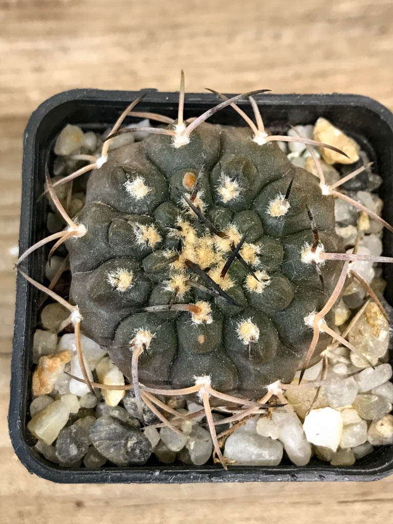 SHPR8298 Gymnocalycium piltziorum, hard spines – Cactus-online