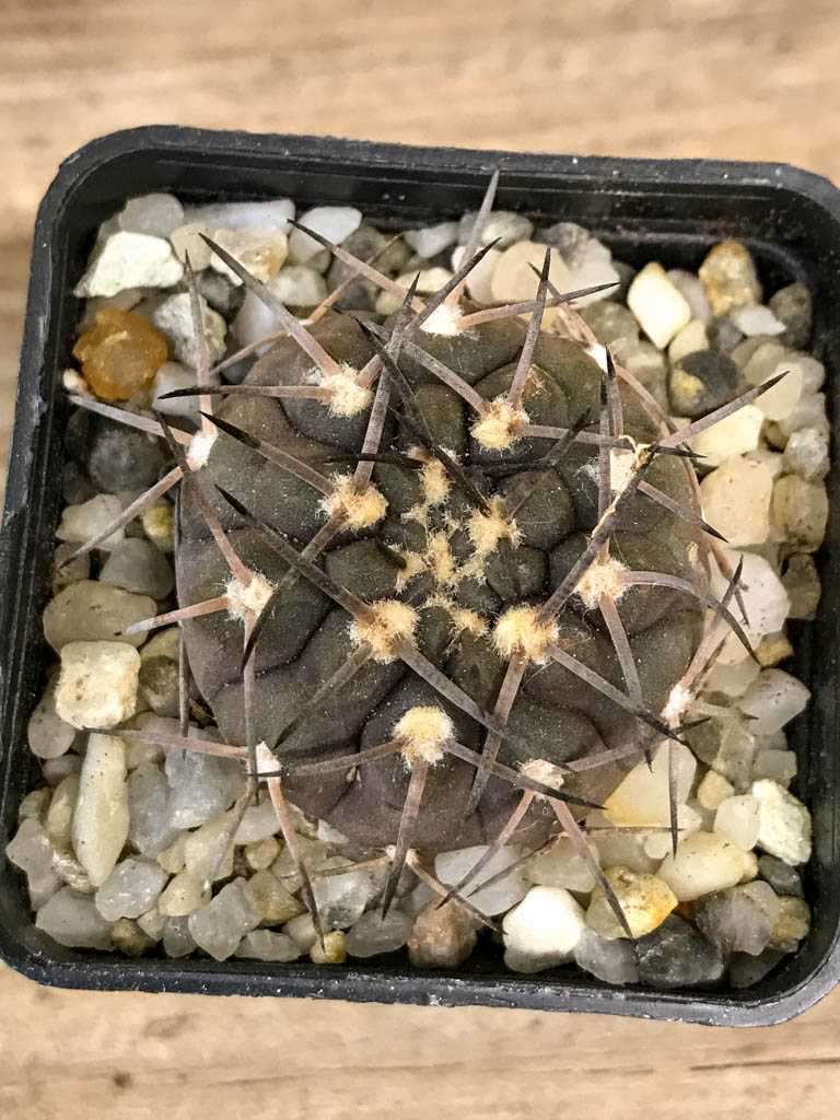 SHPR8298 Gymnocalycium piltziorum, hard spines – Cactus-online