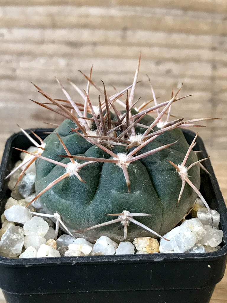 SHPR8306 Gymnocalycium hossei MT 14-630, La Rioja, Argentina – Cactus-online